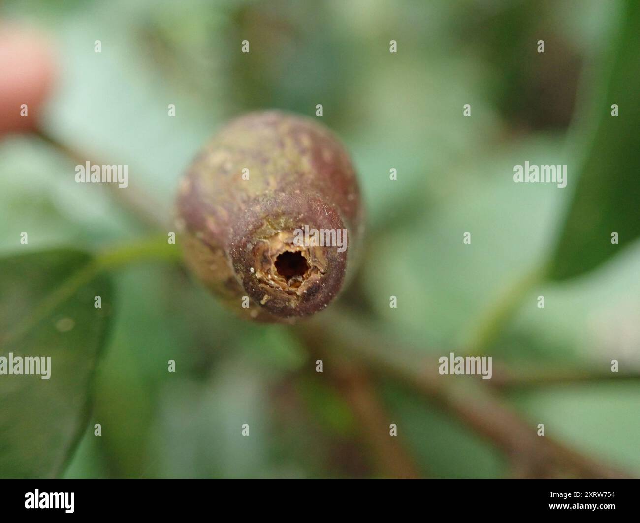 (Ficus formosana) Plantae Stock Photo - Alamy