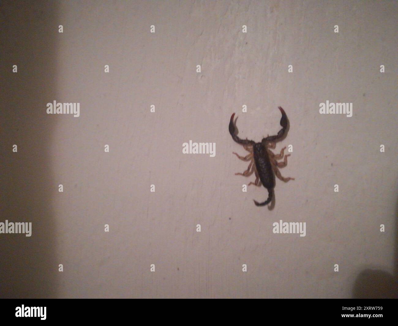 Small Wood-scorpions (Euscorpius) Arachnida Stock Photo - Alamy