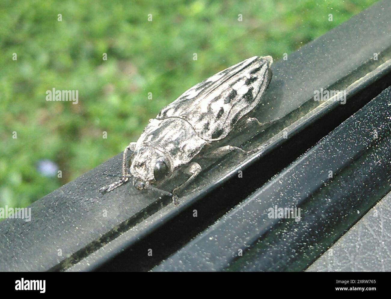 Sculptured Pine Borer (Chalcophora virginiensis) Insecta Stock Photo ...