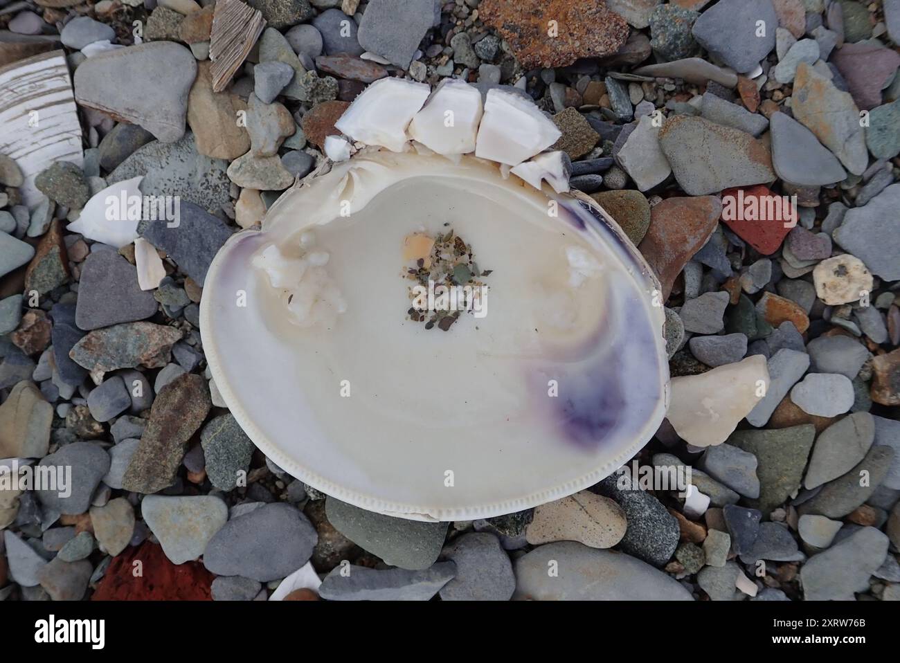 Northern Quahog (Mercenaria mercenaria) Mollusca Stock Photo - Alamy