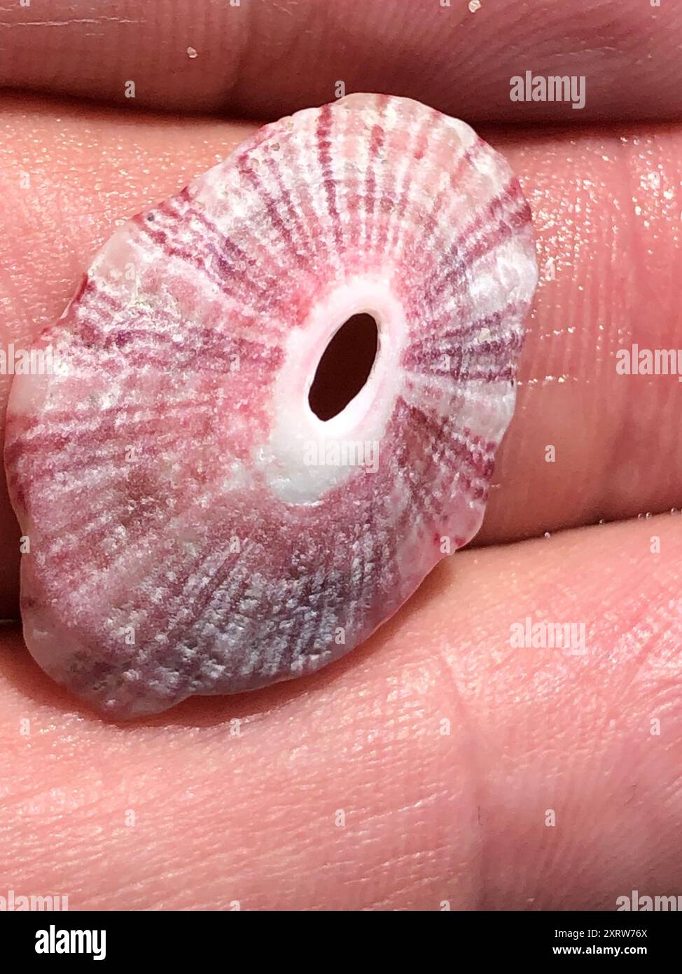 Volcano Keyhole Limpet (Fissurella volcano) Mollusca Stock Photo - Alamy