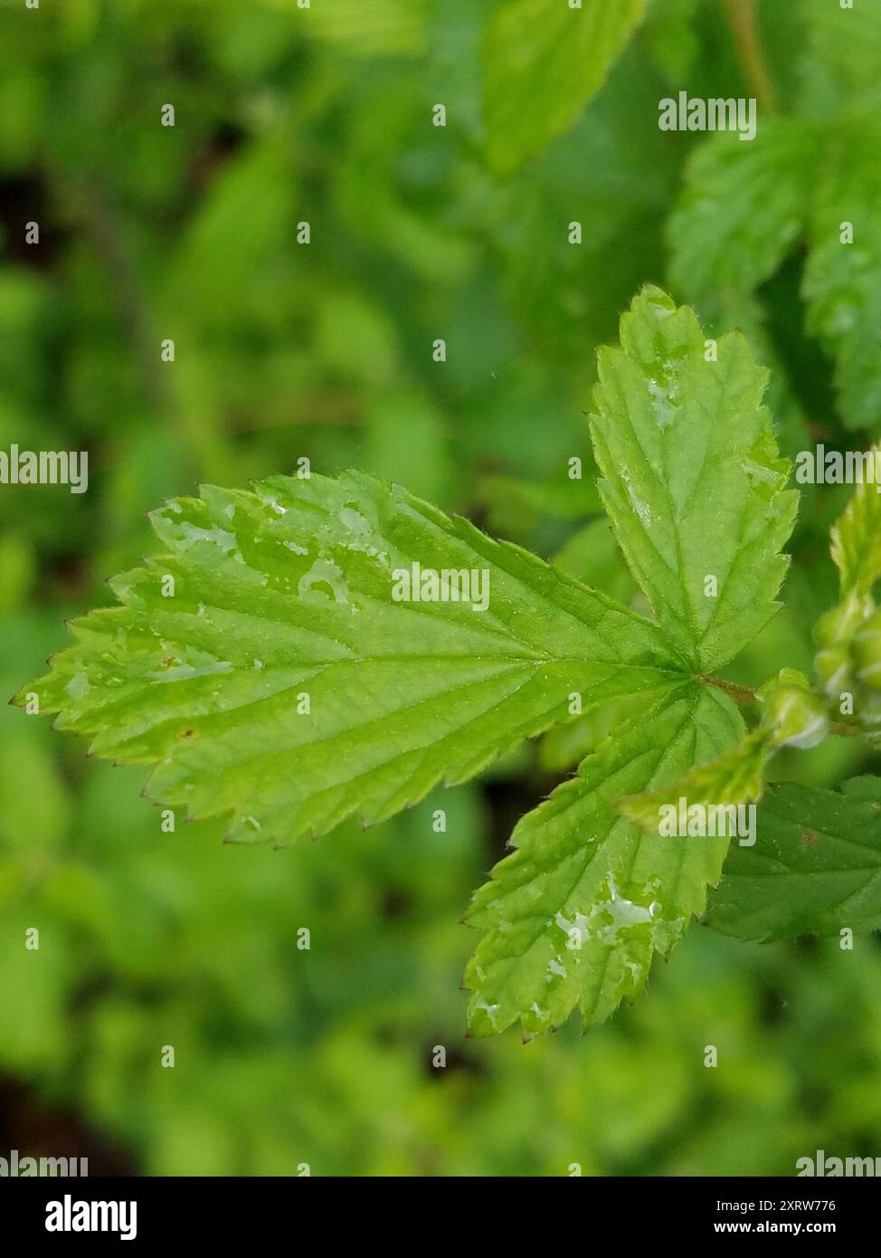 Common Dewberry (Rubus flagellaris) Plantae Stock Photo - Alamy