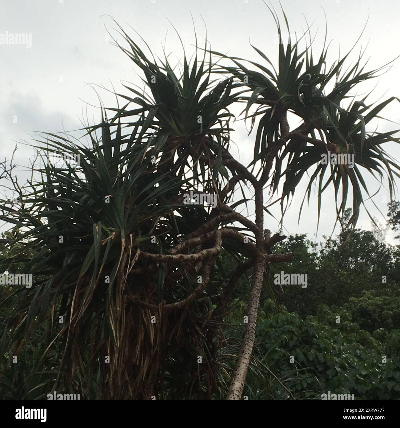 thatch screwpine (Pandanus tectorius) Plantae Stock Photo - Alamy