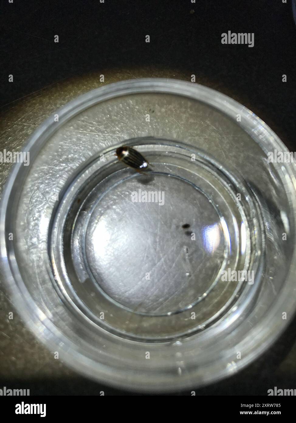 Ground and Water Beetles (Adephaga) Insecta Stock Photo - Alamy