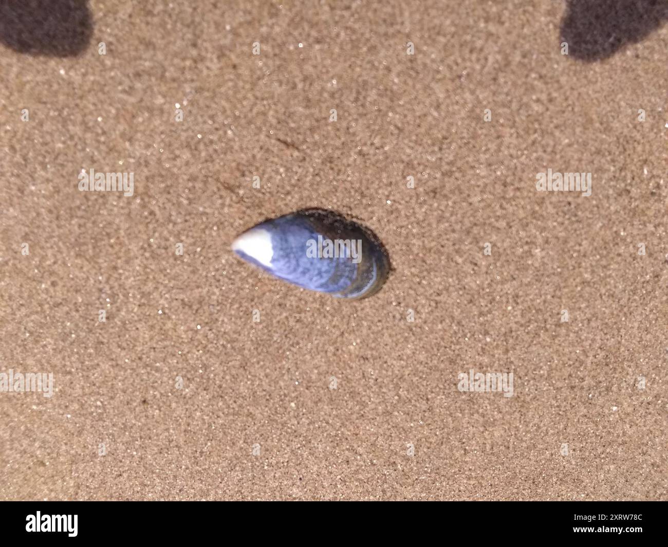 Blue Mussel (Mytilus edulis) Mollusca Stock Photo - Alamy