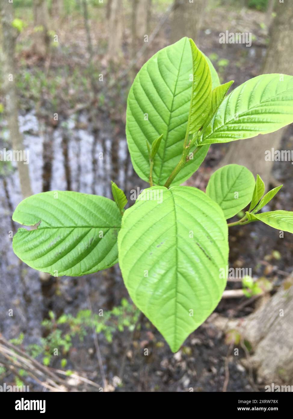 alder buckthorn (Frangula alnus) Plantae Stock Photo - Alamy