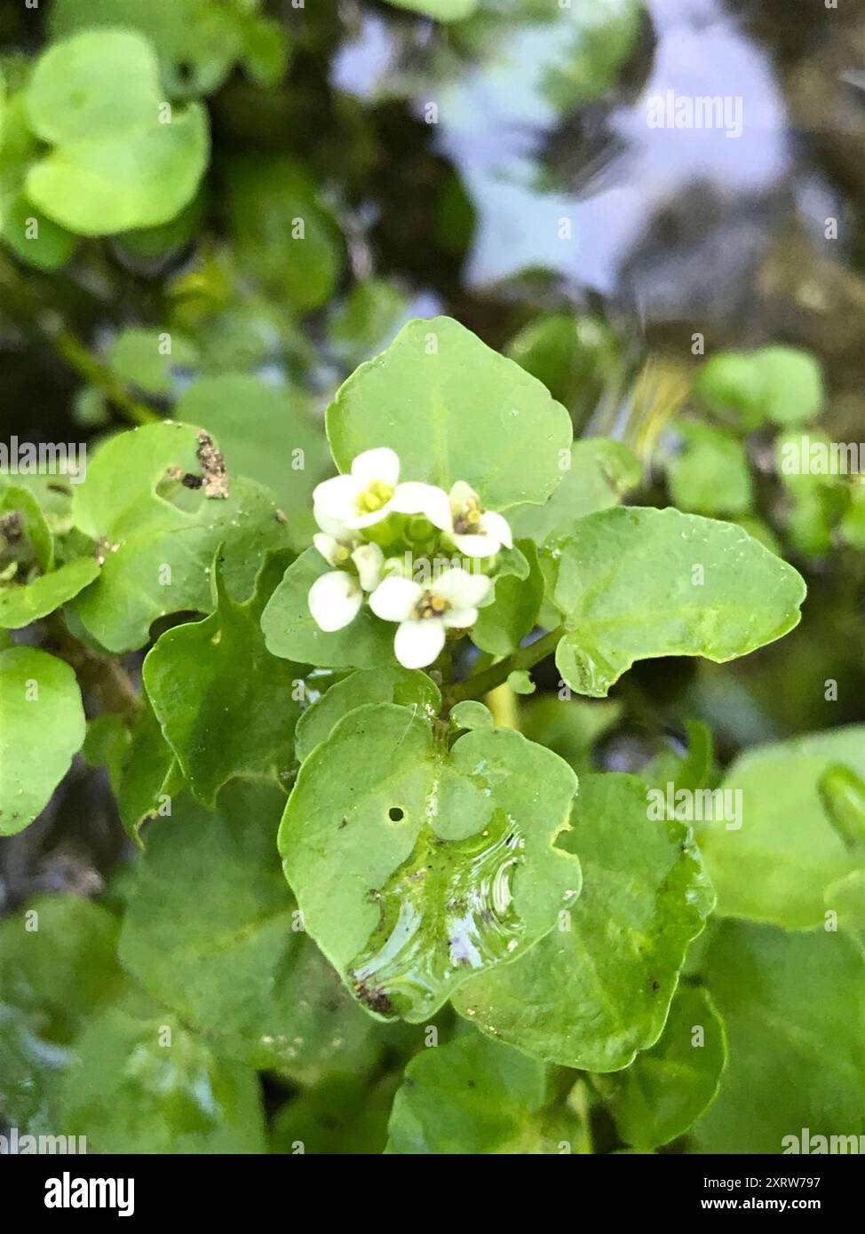 watercress (Nasturtium officinale) Plantae Stock Photo - Alamy