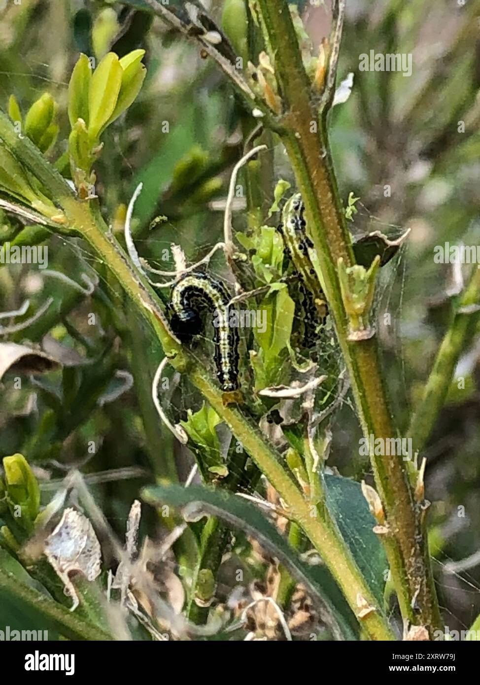 Box Tree Moth (Cydalima perspectalis) Insecta Stock Photo - Alamy