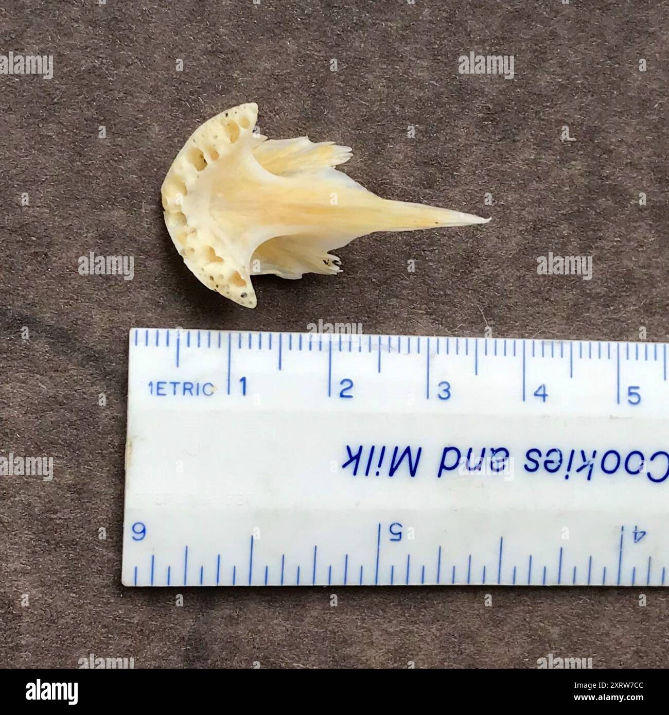 Merlucciid Hakes (Merlucciidae) Actinopterygii Stock Photo - Alamy