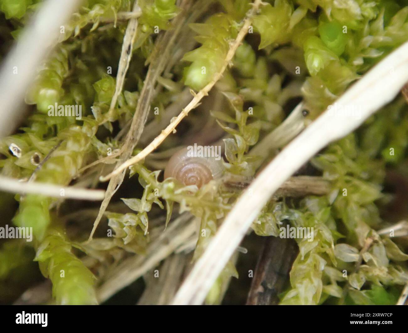 Common Land Snails and Slugs (Stylommatophora) Mollusca Stock Photo - Alamy