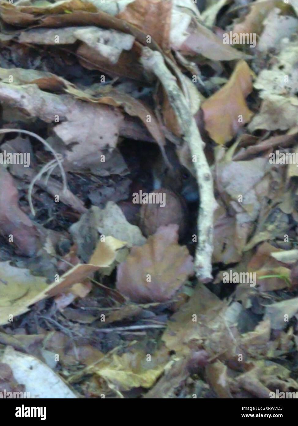 European Wood Mouse (Apodemus sylvaticus) Mammalia Stock Photo - Alamy