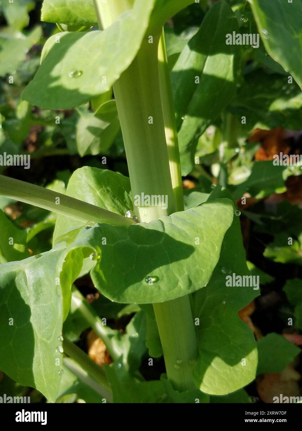 Turnip (Brassica rapa rapa) Plantae Stock Photo - Alamy