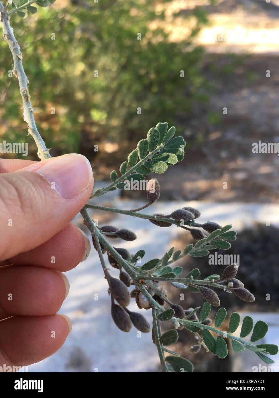 desert ironwood (Olneya tesota) Plantae Stock Photo - Alamy