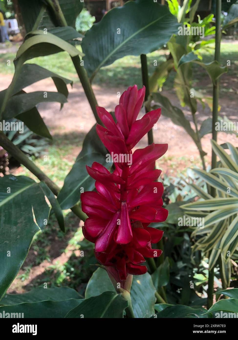 Red Ginger (Alpinia purpurata) Plantae Stock Photo - Alamy