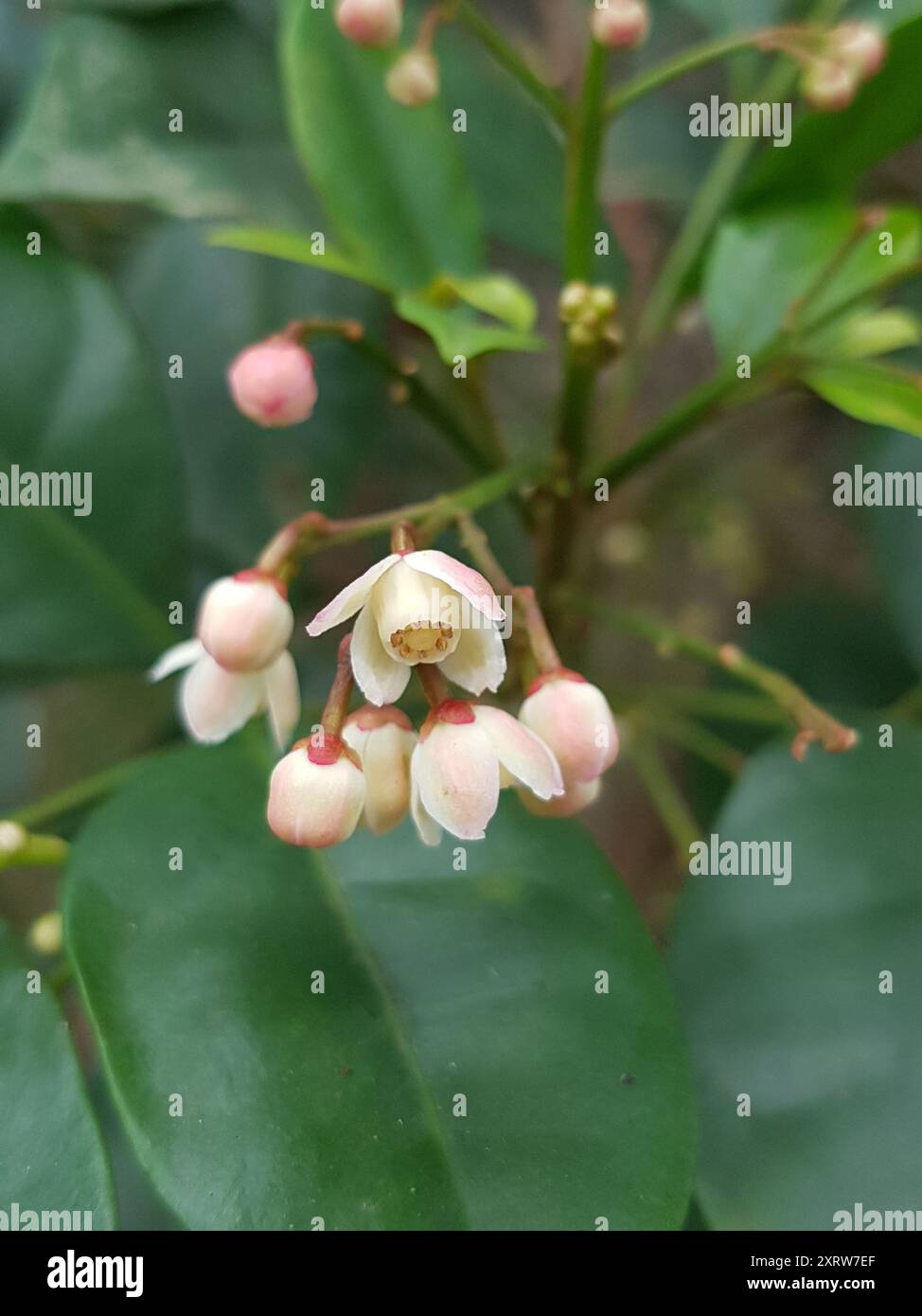 scentless rosewood (Synoum glandulosum) Plantae Stock Photo - Alamy