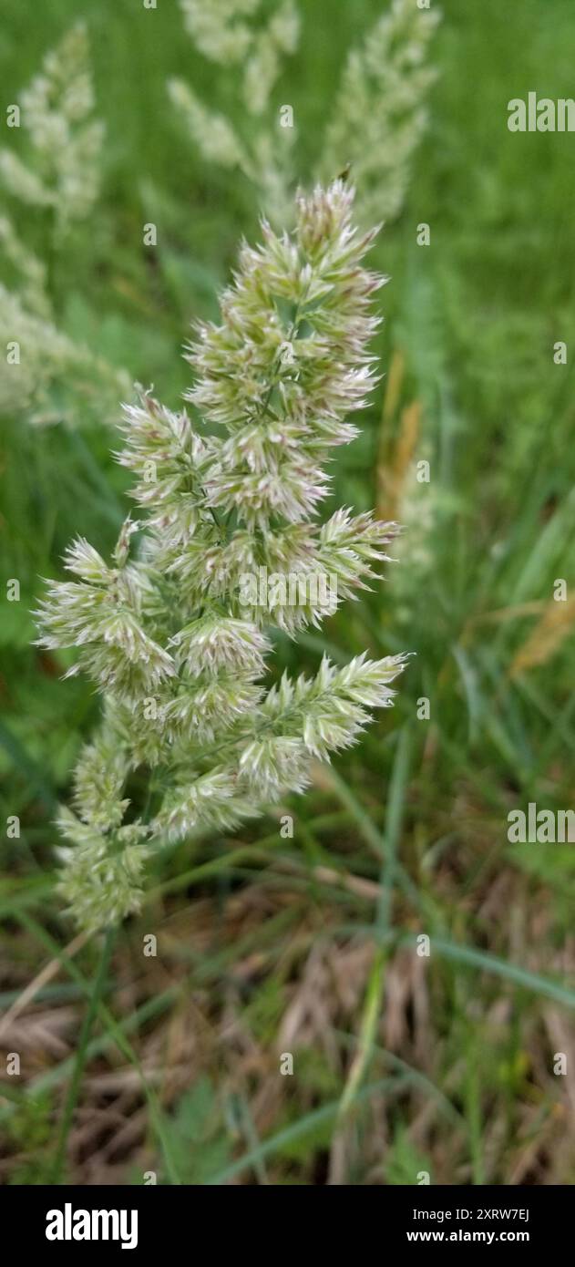 Texas bluegrass (Poa arachnifera) Plantae Stock Photo - Alamy
