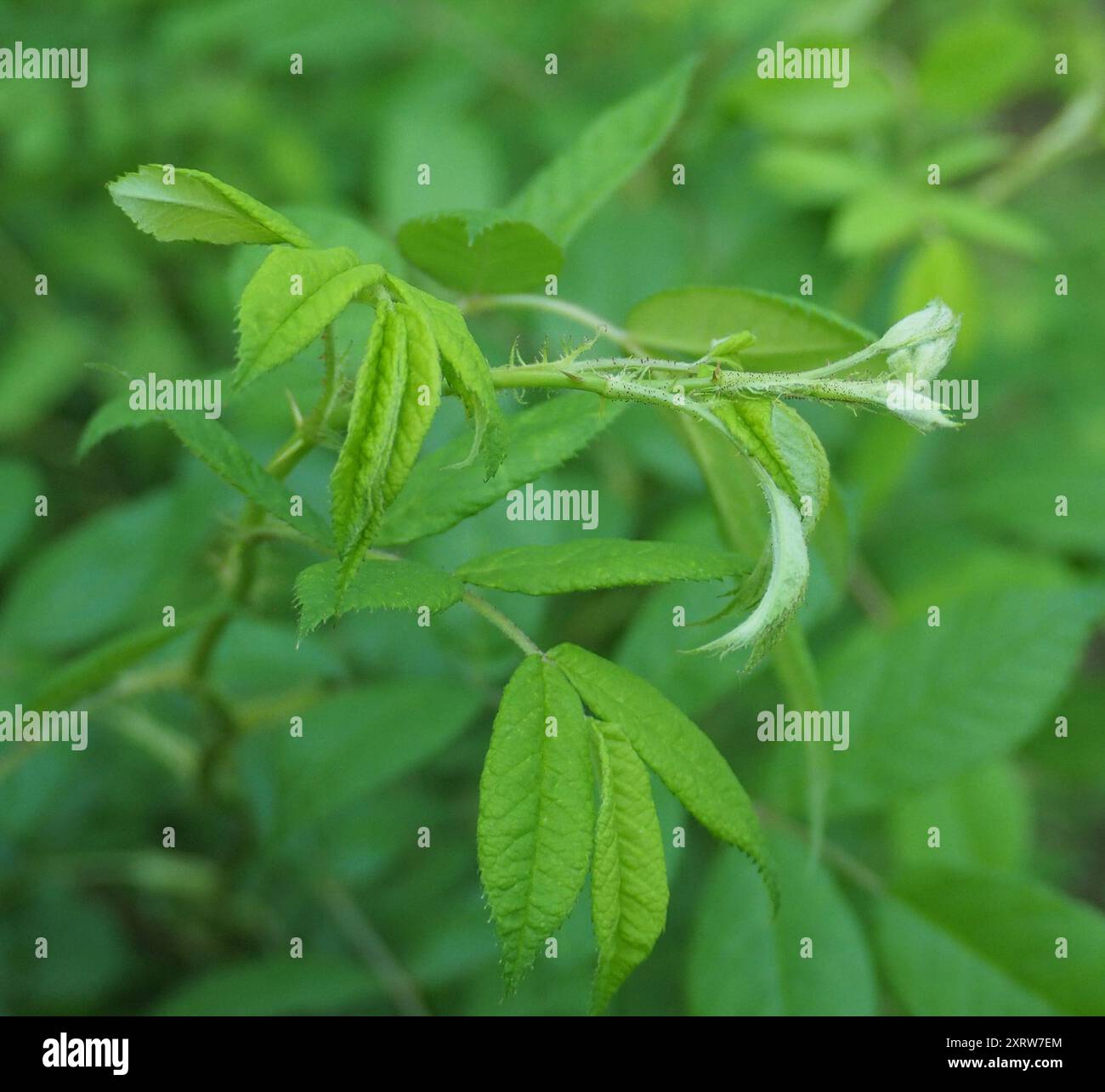multiflora rose (Rosa multiflora) Plantae Stock Photo - Alamy