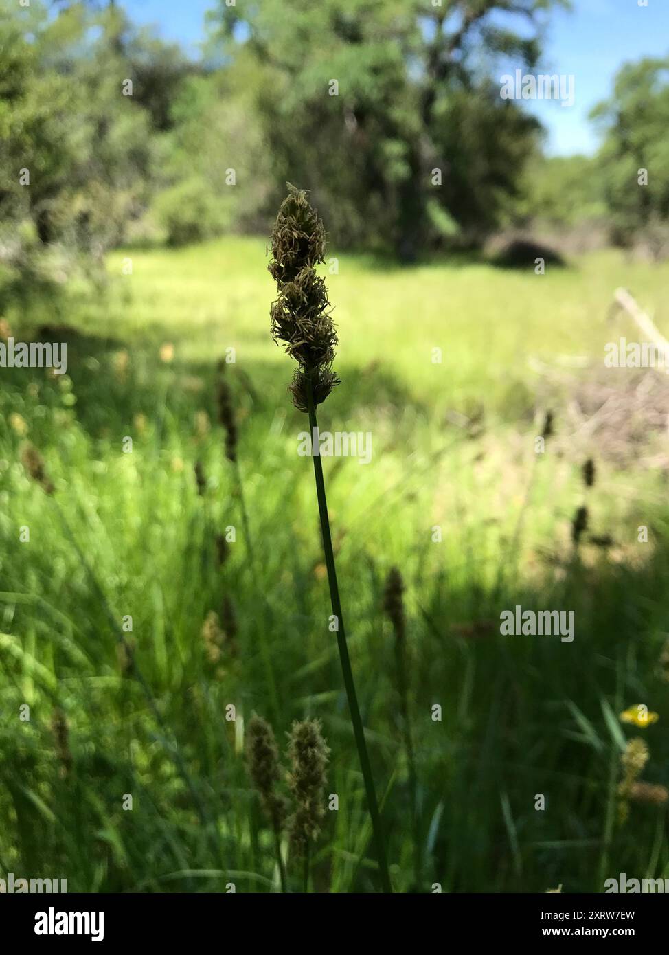 fox sedge (Carex vulpinoidea) Plantae Stock Photo - Alamy