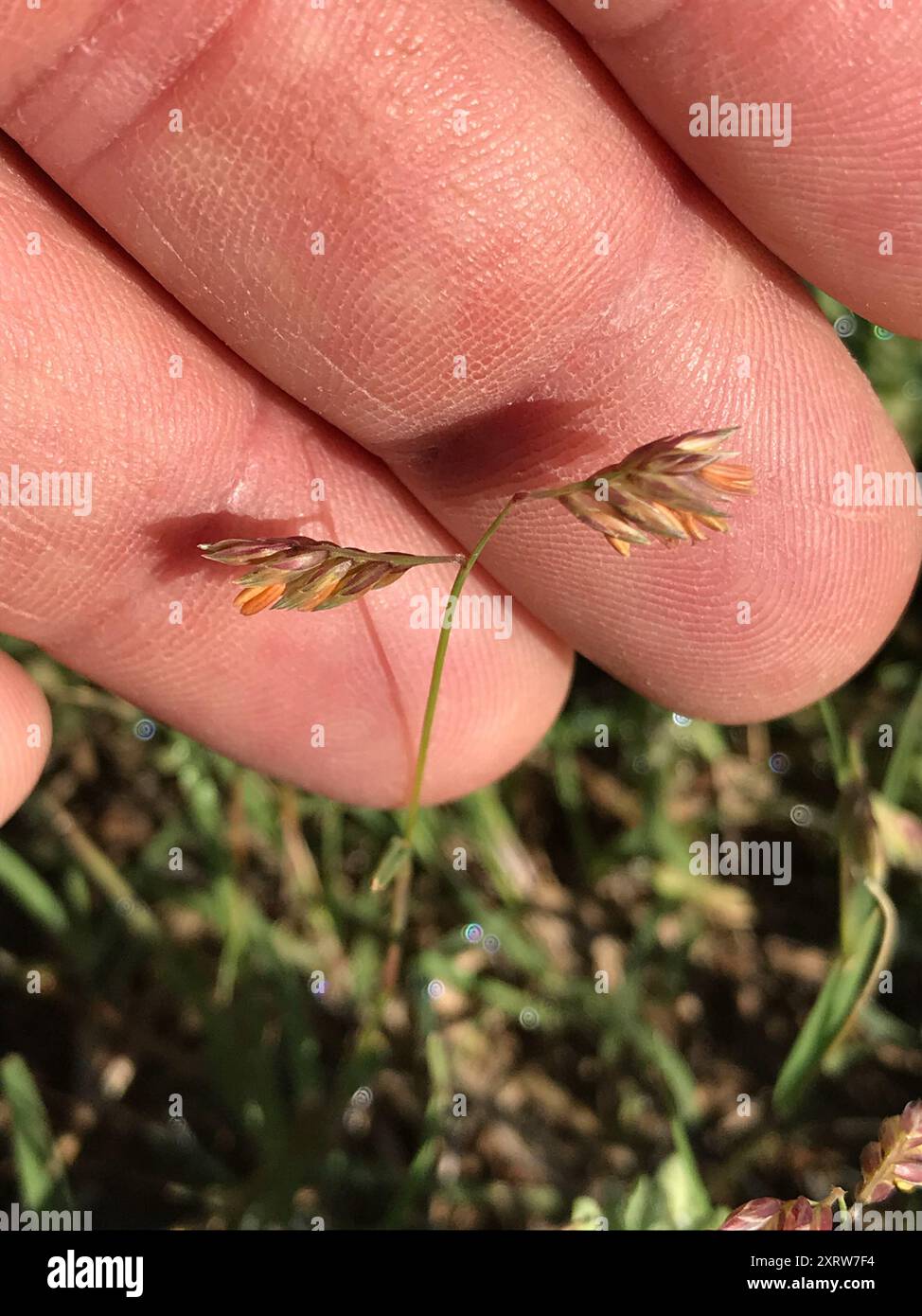 buffalograss (Bouteloua dactyloides) Plantae Stock Photo - Alamy