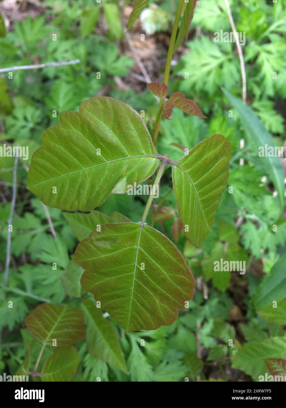 eastern poison ivy (Toxicodendron radicans) Plantae Stock Photo - Alamy