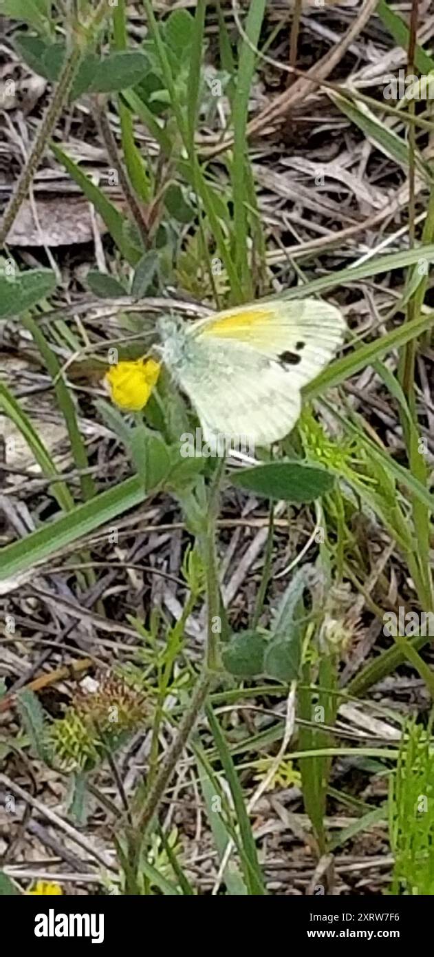 Dainty Sulphur (Nathalis iole) Insecta Stock Photo - Alamy