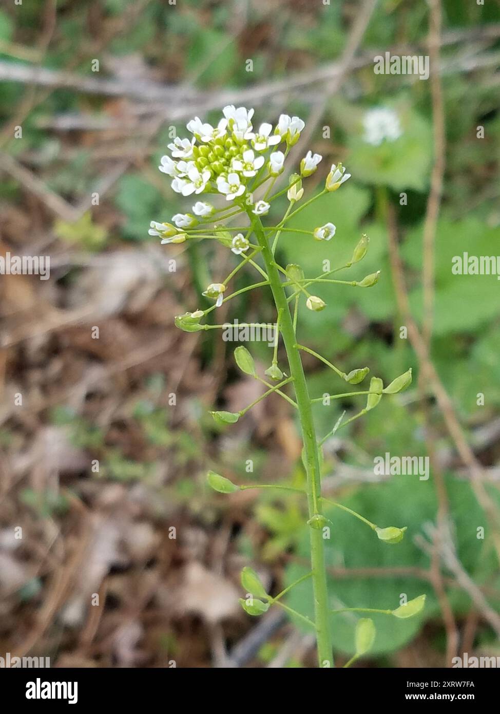 garlic penny-cress (Mummenhoffia alliacea) Plantae Stock Photo - Alamy