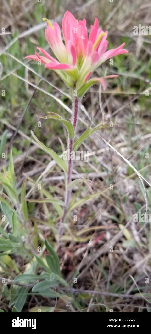 Texas Paintbrush (Castilleja indivisa) Plantae Stock Photo - Alamy