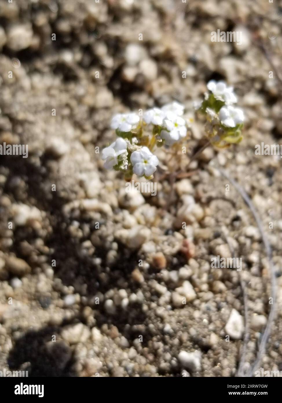 Clearwater cryptantha (Cryptantha intermedia) Plantae Stock Photo - Alamy