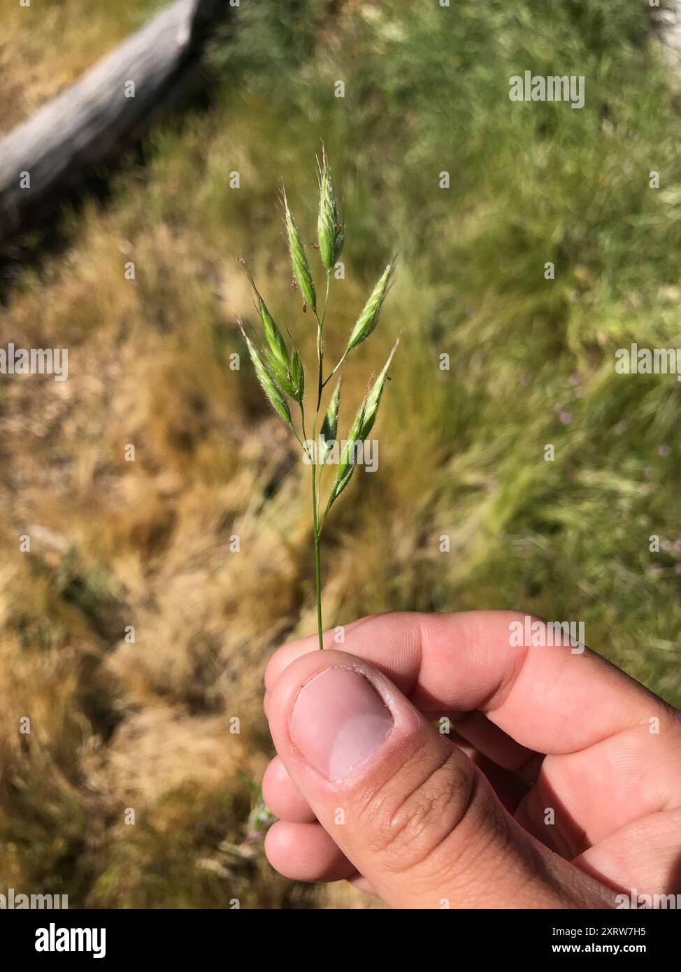 common soft brome (Bromus hordeaceus) Plantae Stock Photo - Alamy
