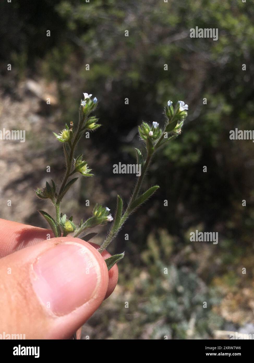 (Lappula occidentalis occidentalis) Plantae Stock Photo - Alamy