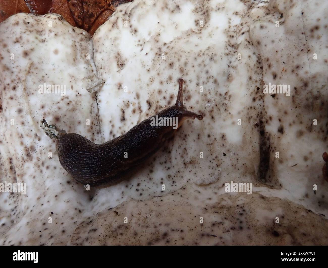 Arion Slugs (Arion) Mollusca Stock Photo - Alamy