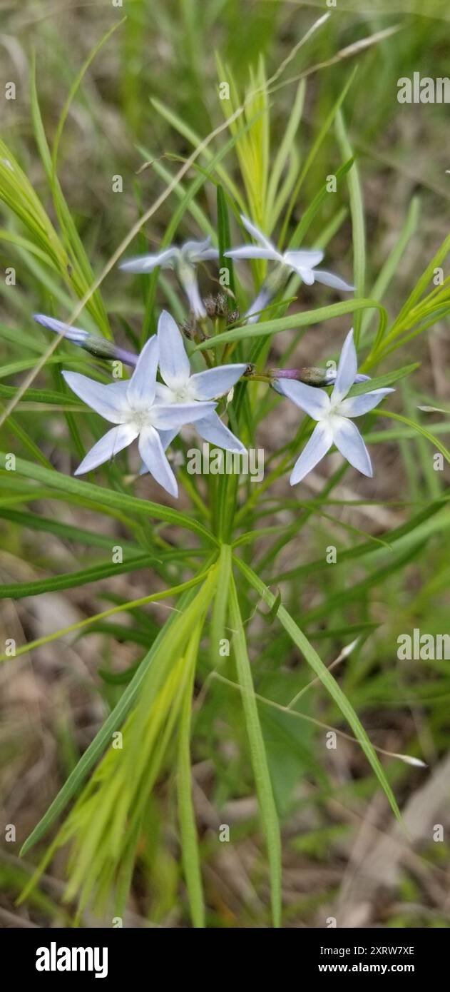 Fringed Bluestar (Amsonia ciliata) Plantae Stock Photo - Alamy