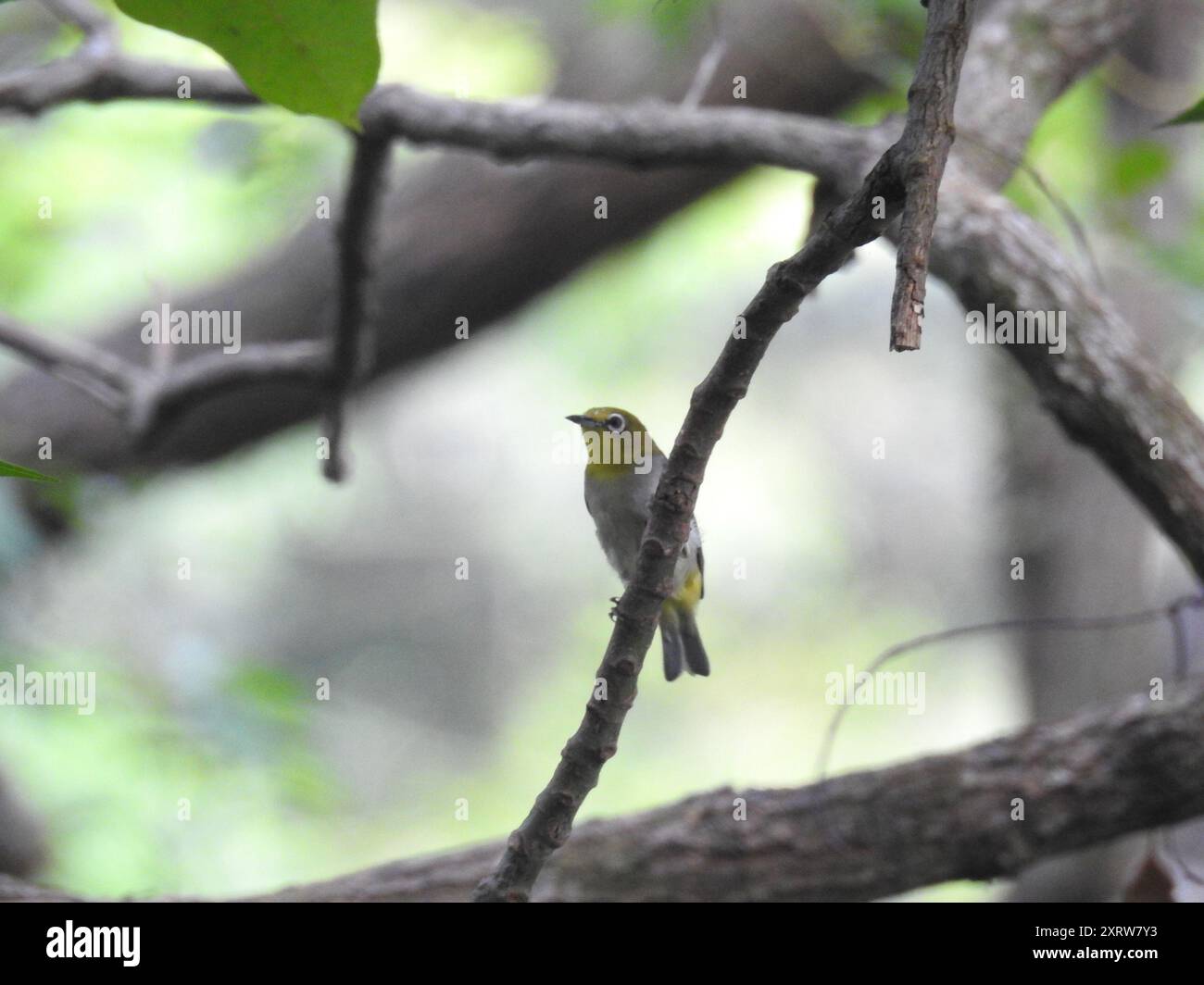 Swinhoe's White-eye (Zosterops simplex) Aves Stock Photo - Alamy