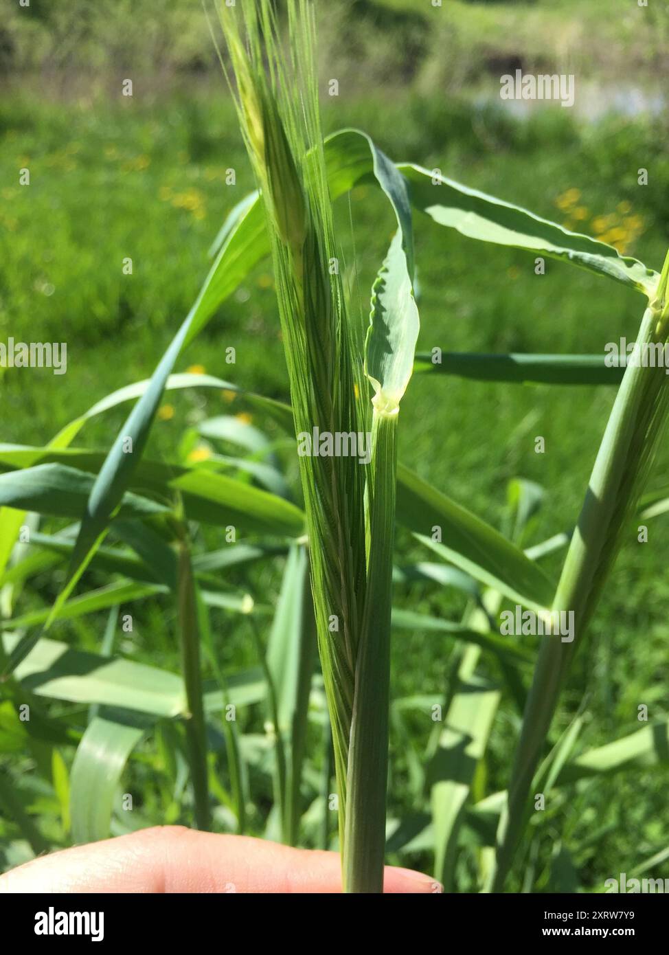 grasses (Poaceae) Plantae Stock Photo - Alamy