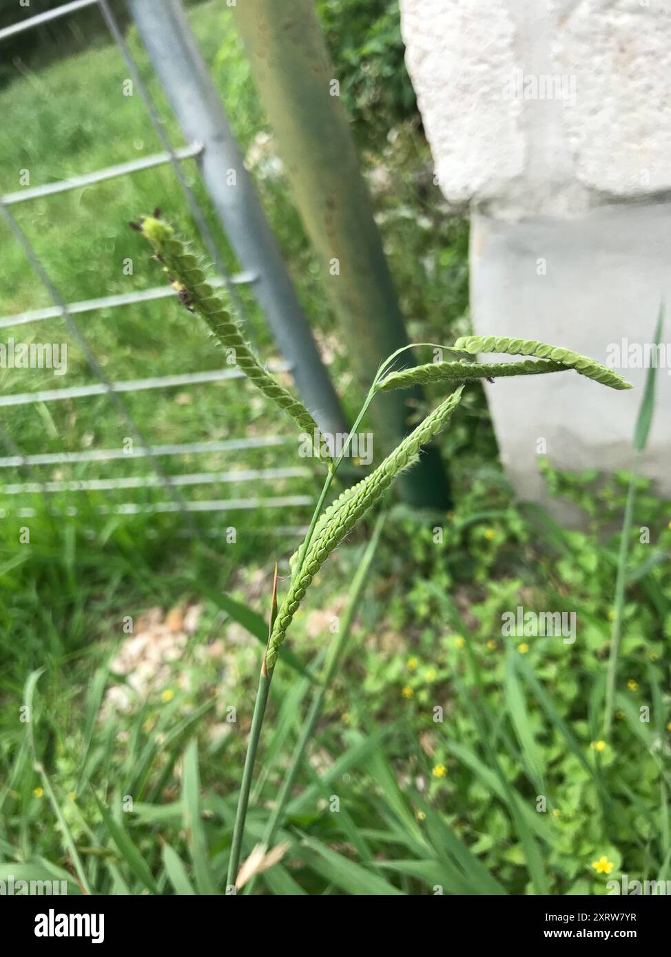 Dallis grass (Paspalum dilatatum) Plantae Stock Photo - Alamy