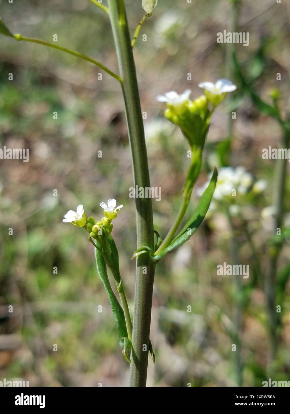 garlic penny-cress (Mummenhoffia alliacea) Plantae Stock Photo - Alamy