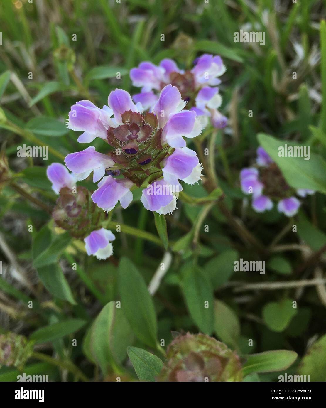 common selfheal (Prunella vulgaris) Plantae Stock Photo - Alamy