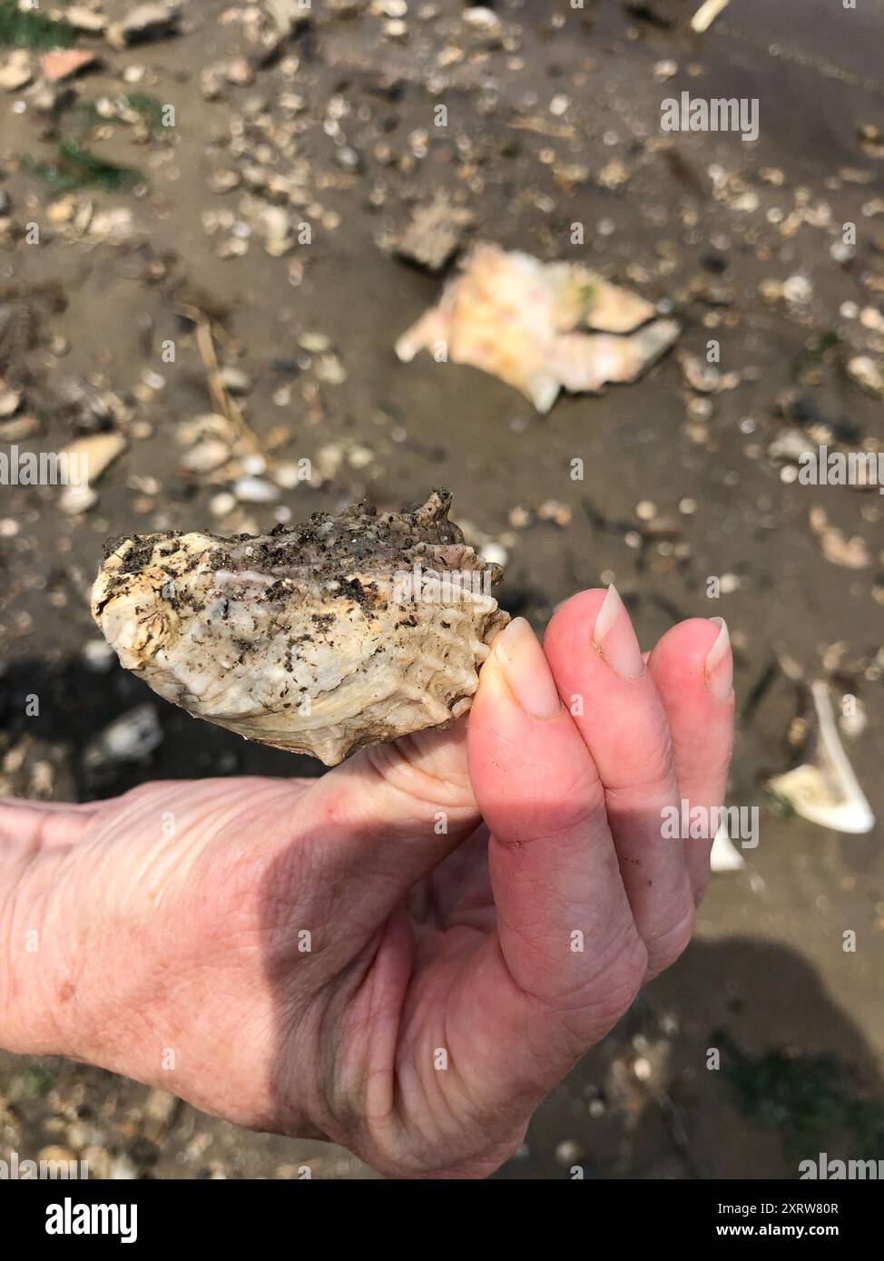 Eastern Oyster (Crassostrea virginica) Mollusca Stock Photo - Alamy