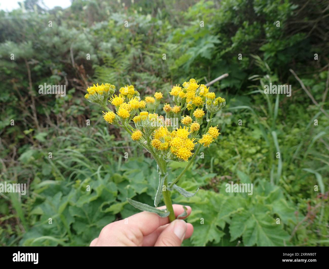 rayless ragwort (Senecio aronicoides) Plantae Stock Photo - Alamy