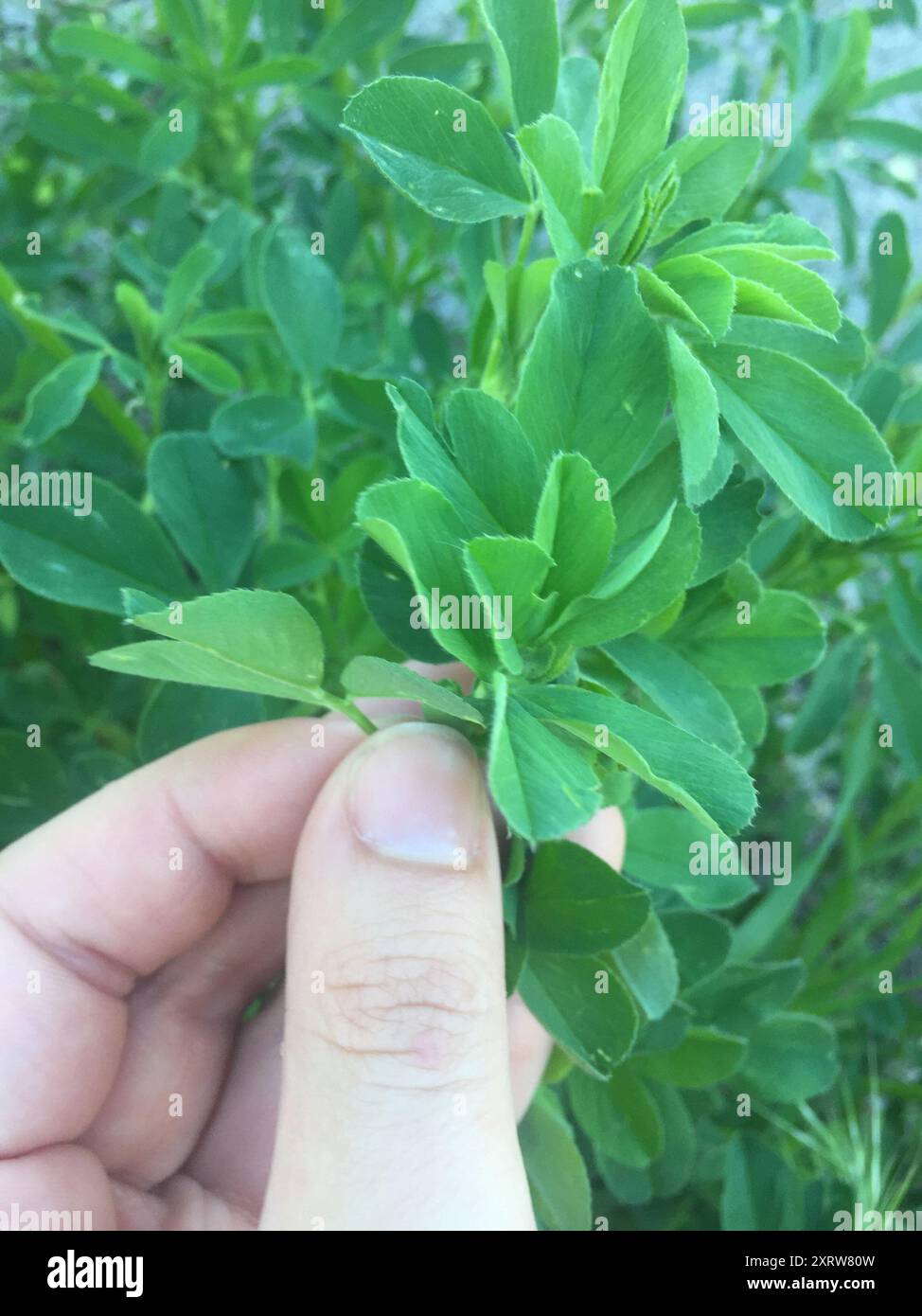 Alfalfa (Medicago sativa) Plantae Stock Photo - Alamy
