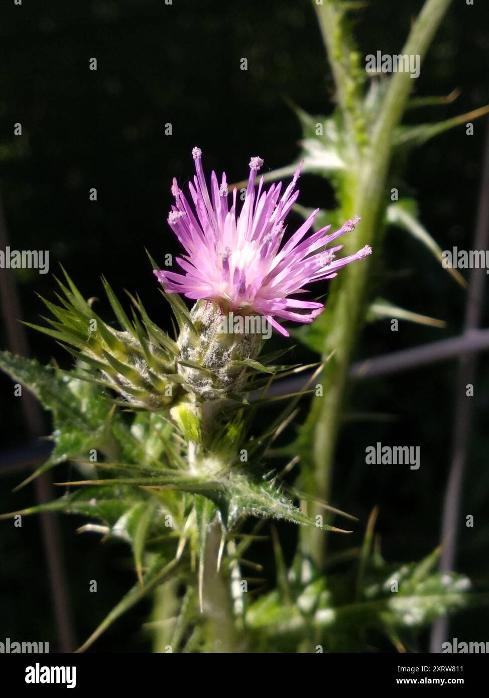 Italian thistle (Carduus pycnocephalus) Plantae Stock Photo - Alamy