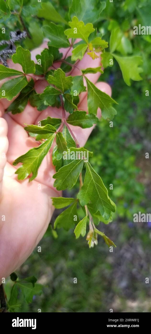 fragrant sumac (Rhus aromatica) Plantae Stock Photo - Alamy