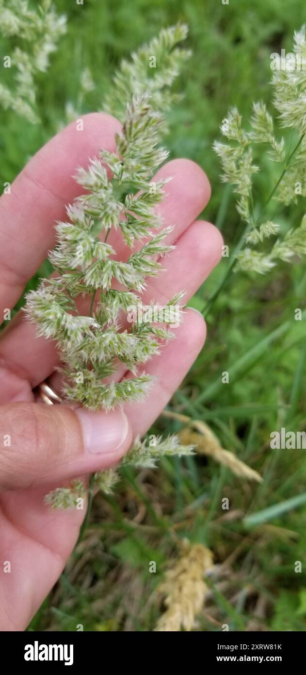 Texas bluegrass (Poa arachnifera) Plantae Stock Photo - Alamy