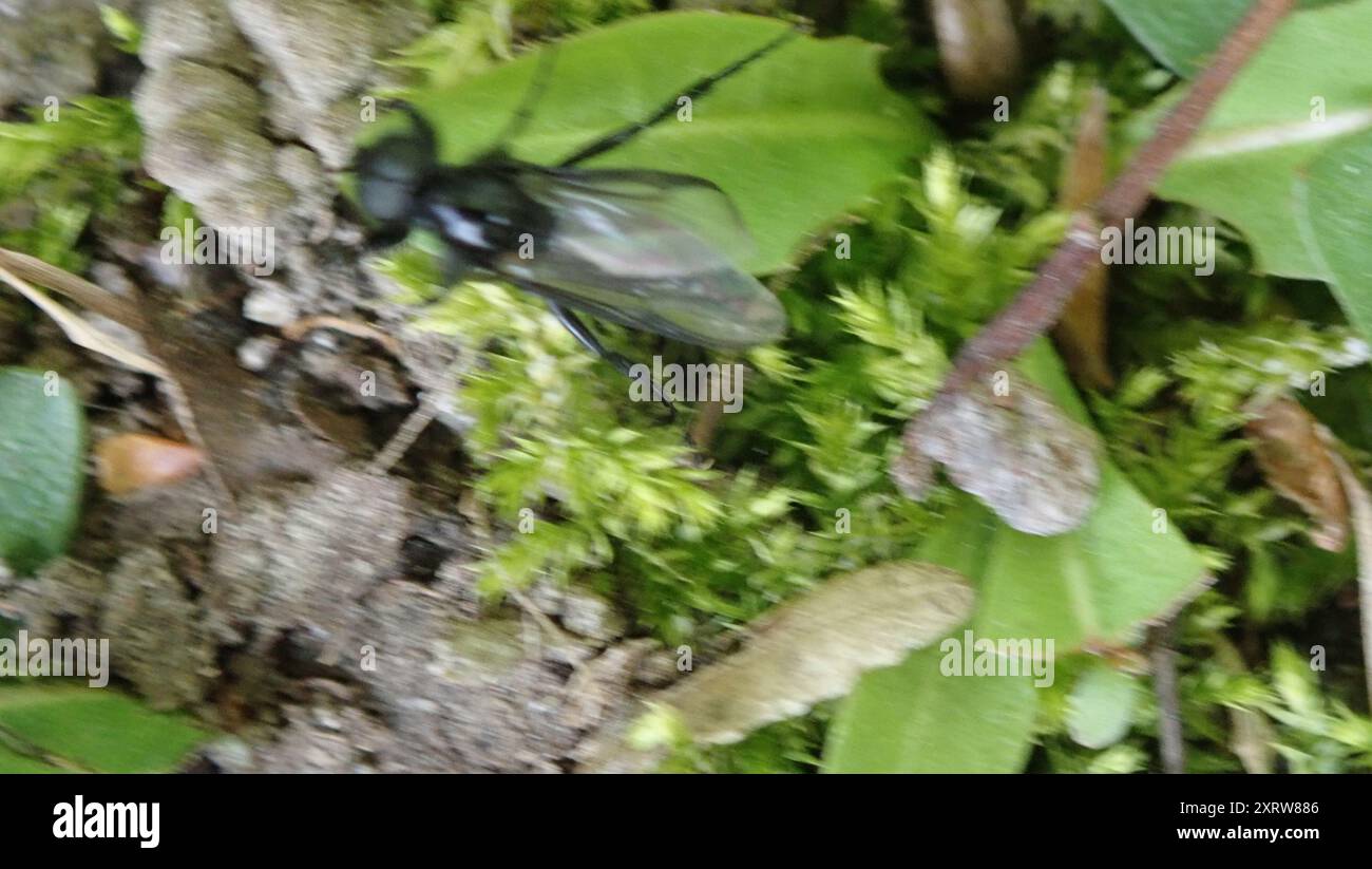 March Flies (Bibionidae) Insecta Stock Photo - Alamy