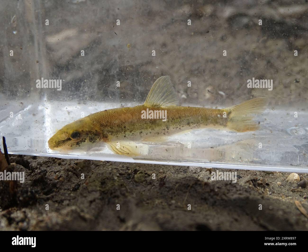Longnose Dace (Rhinichthys cataractae) Actinopterygii Stock Photo - Alamy
