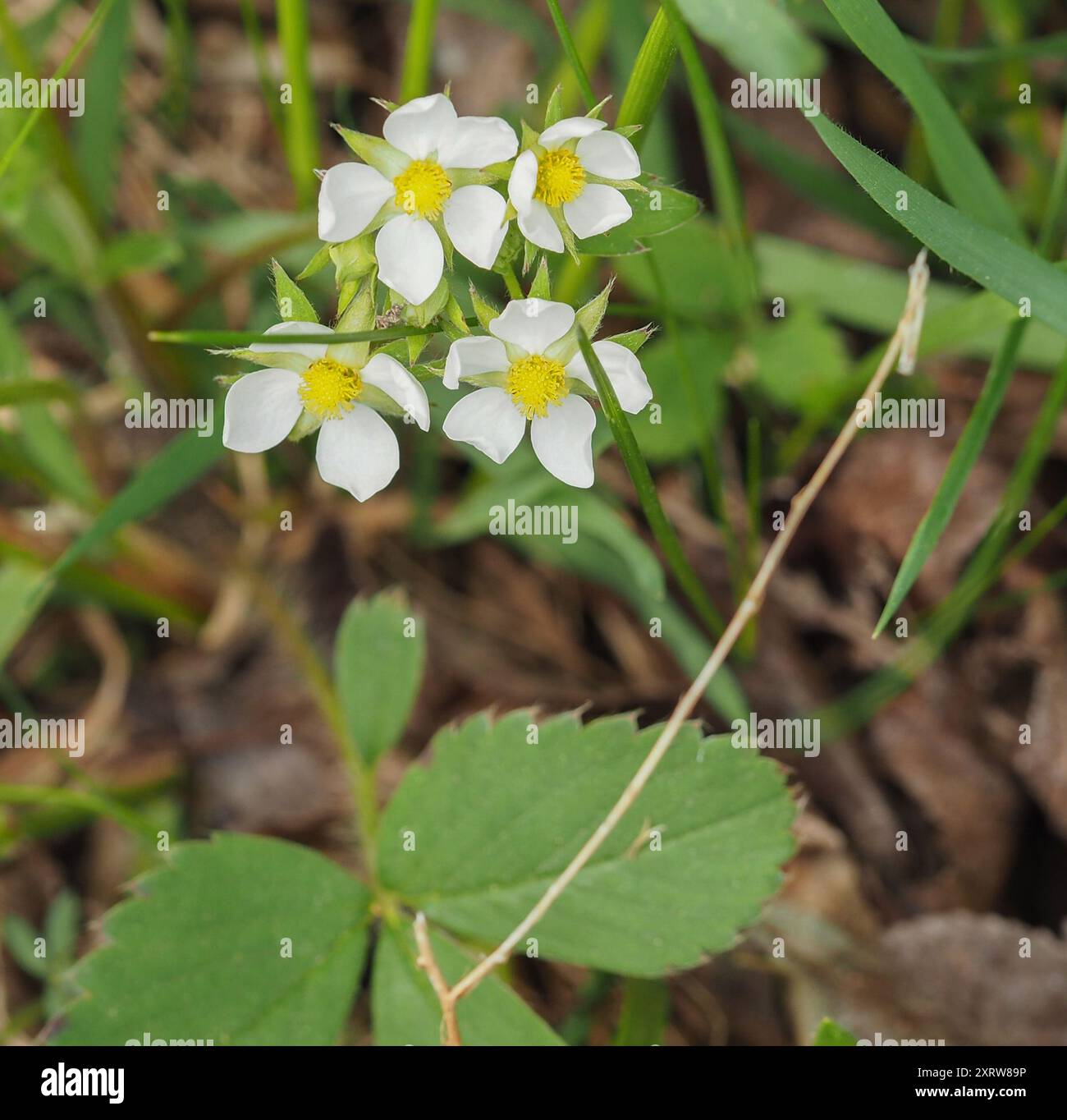 Virginia strawberry (Fragaria virginiana) Plantae Stock Photo - Alamy