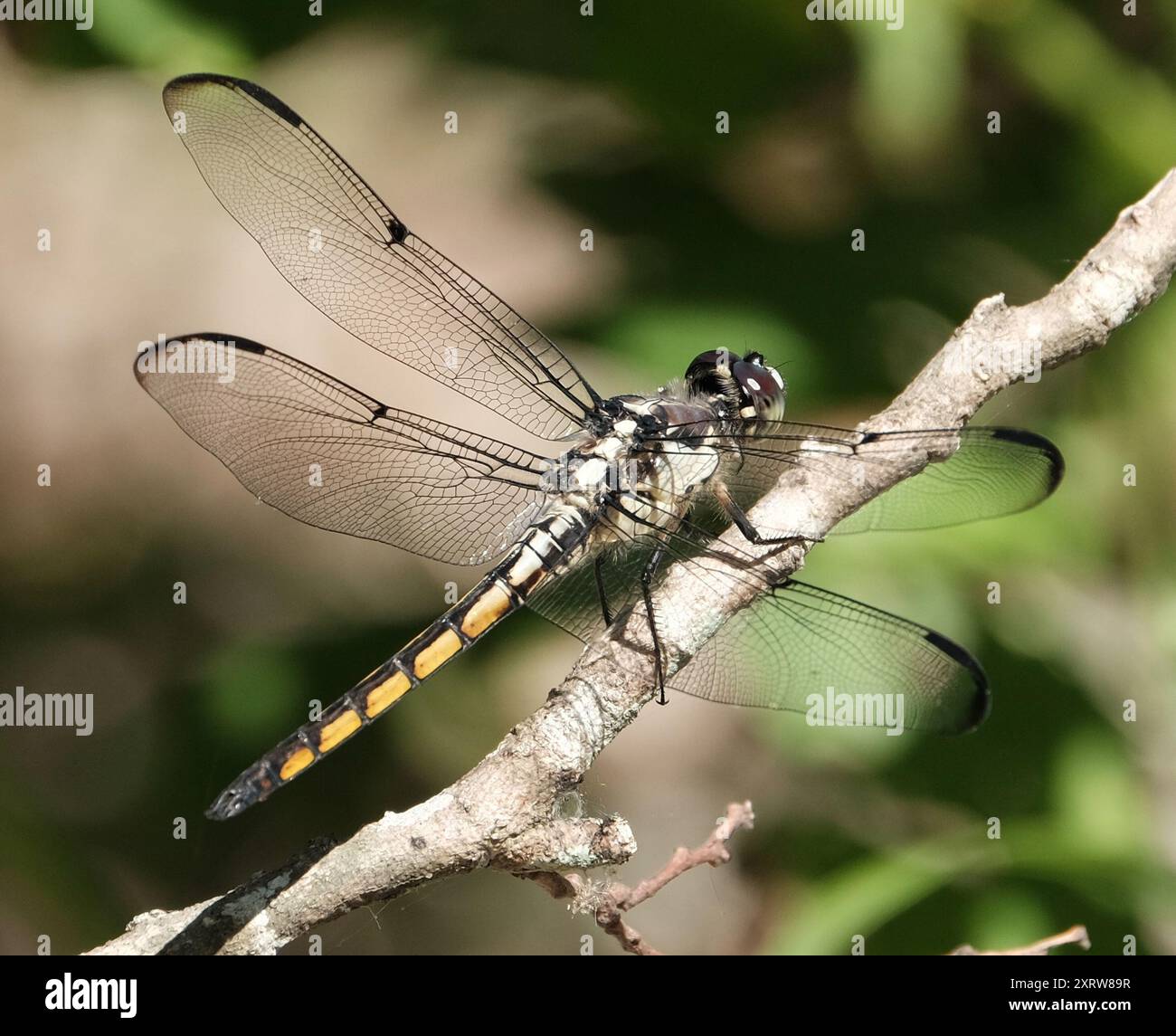 Great Blue Skimmer (Libellula vibrans) Insecta Stock Photo - Alamy