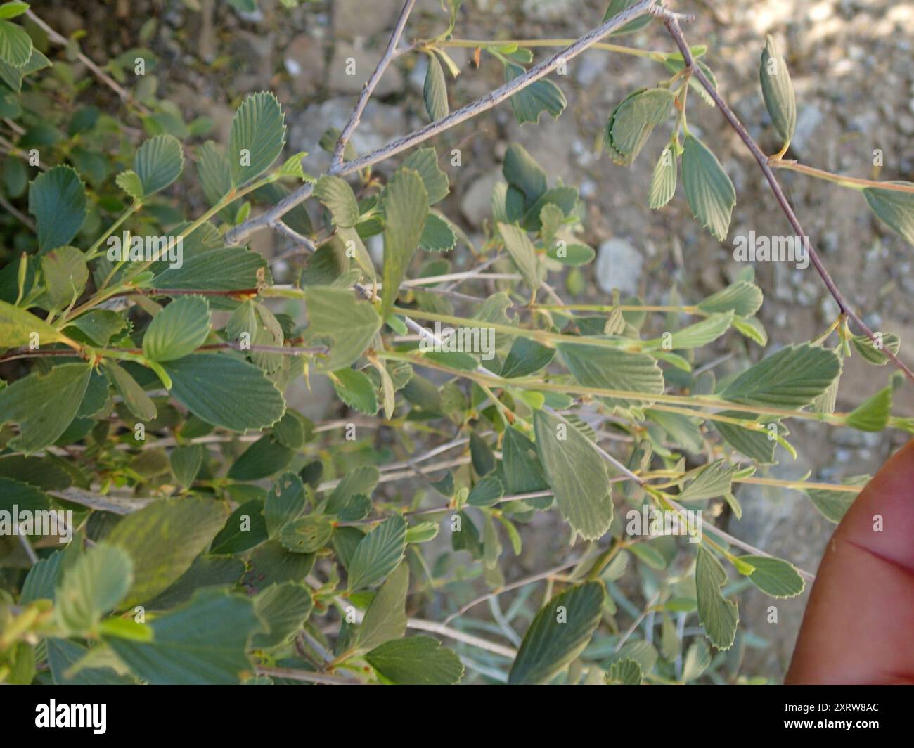 Birchleaf Mountain Mahogany (Cercocarpus betuloides) Plantae Stock ...