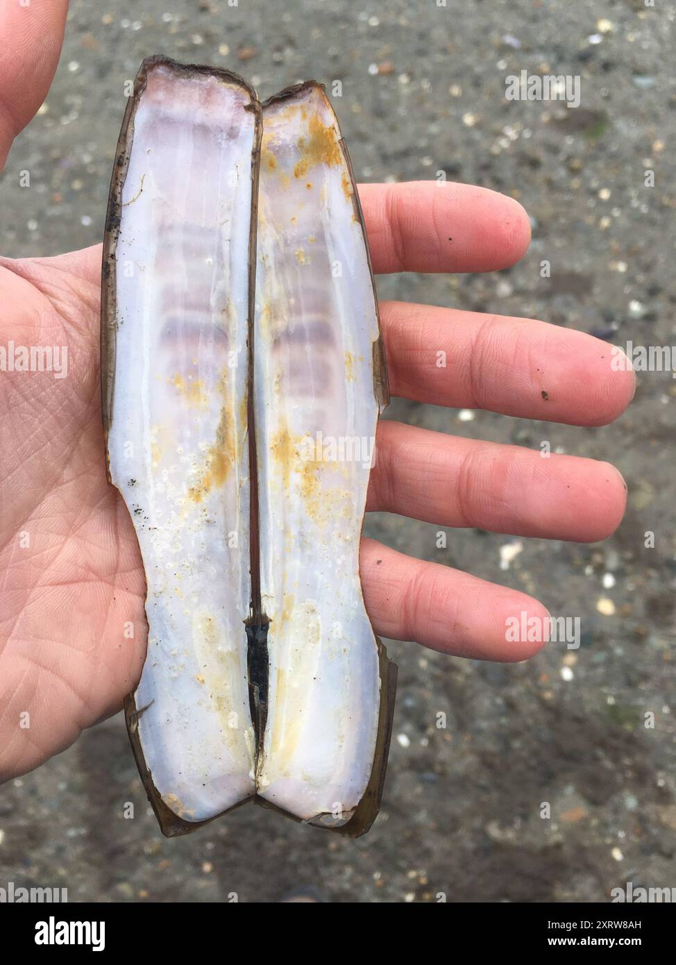 Atlantic Jackknife (Ensis leei) Mollusca Stock Photo - Alamy