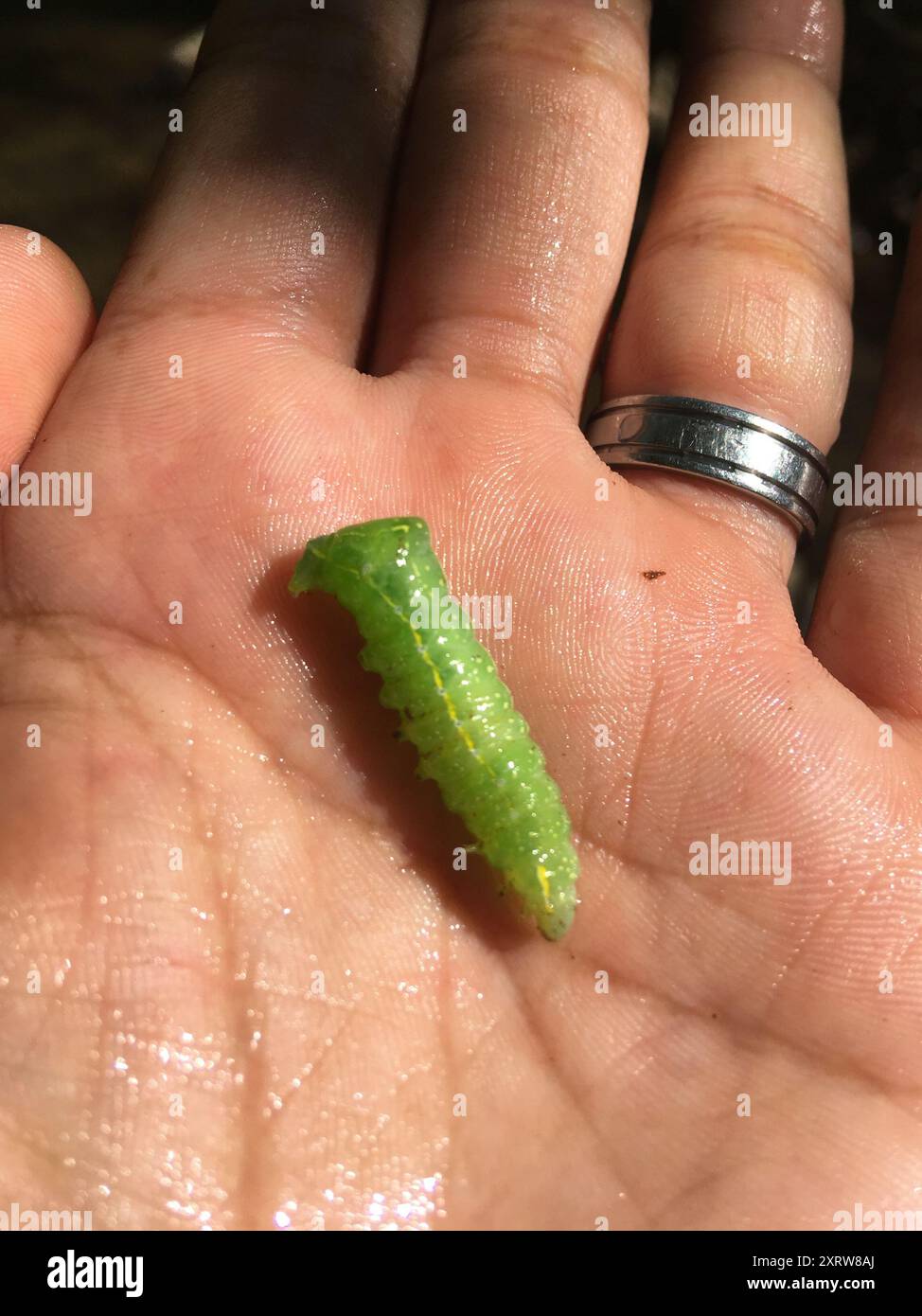 American Copper Underwing (Amphipyra pyramidoides) Insecta Stock Photo ...